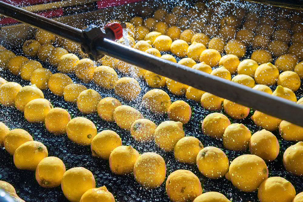 7 Essential Pieces Of Equipment For Citrus Processing