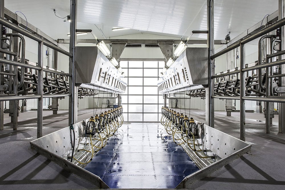 Why Trench Drains are the Best Solution for a Dairy Parlor