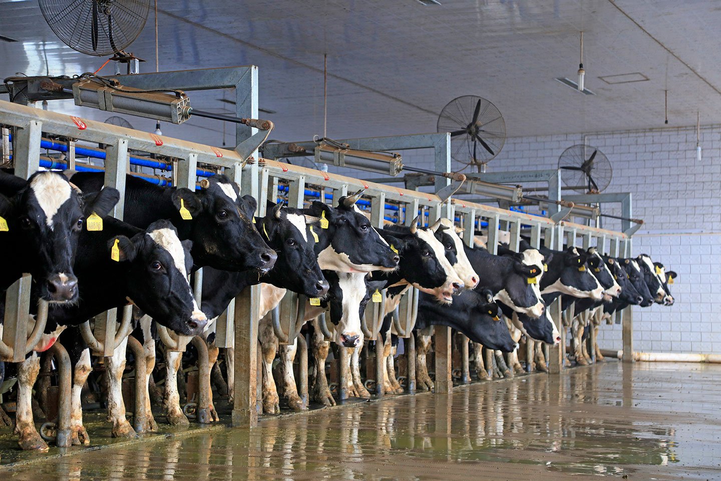 Why Trench Drains are the Best Solution for a Dairy Parlor