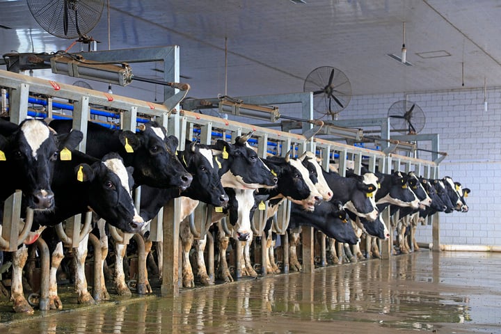 Why Trench Drains are the Best Solution for a Dairy Parlor