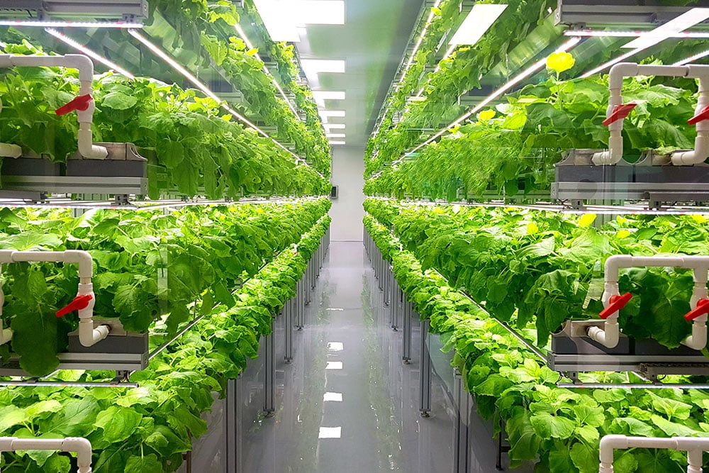 How To Design An Efficient Hydroponic Flood And Drain System