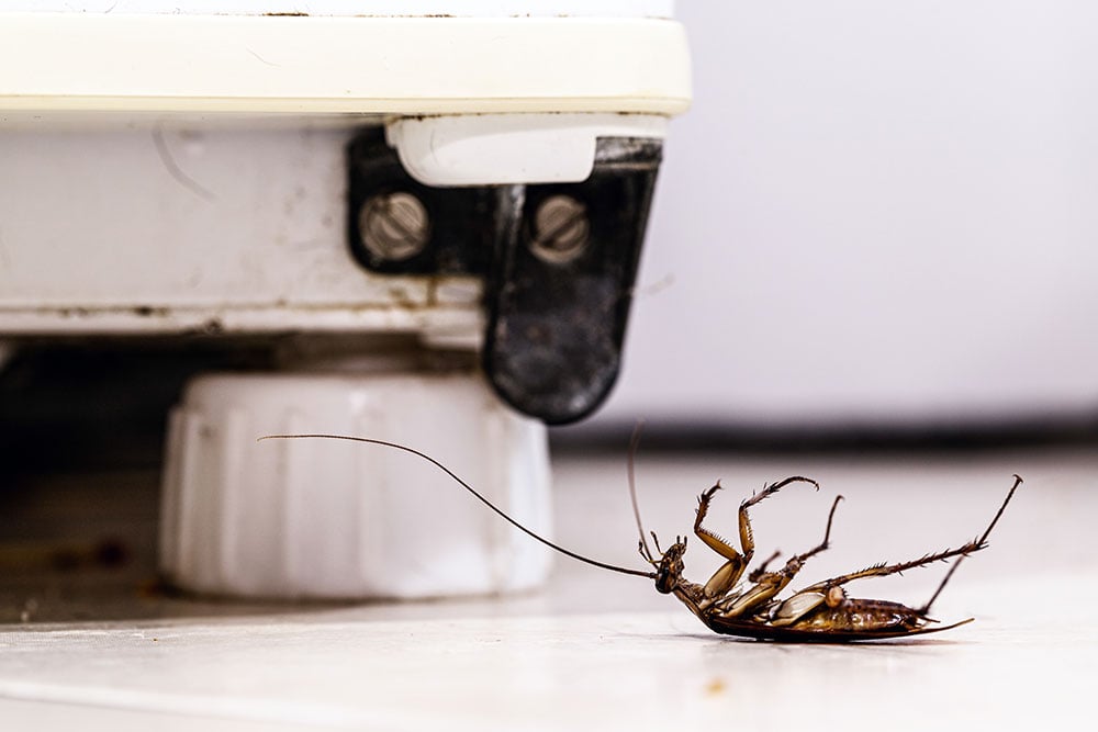 10 Pest Control Methods Used in the Food Industry
