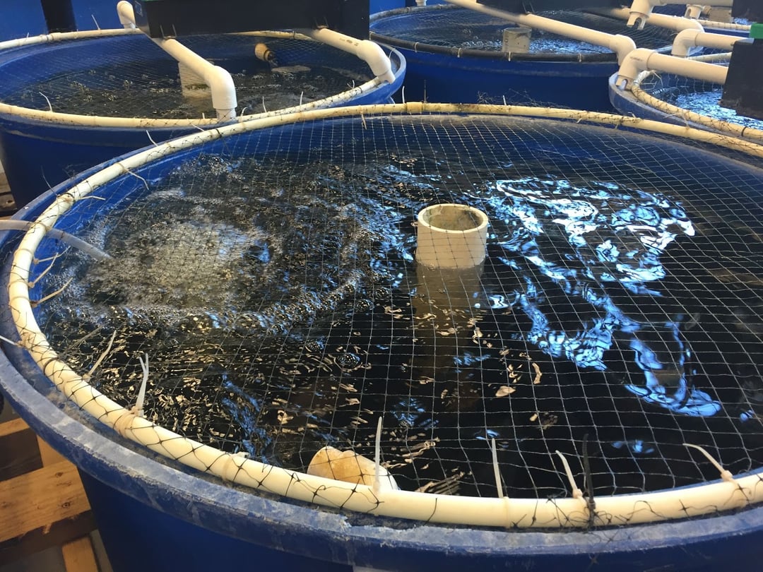 5 Sanitation And Disease Prevention Practices For Aquaculture Facilities
